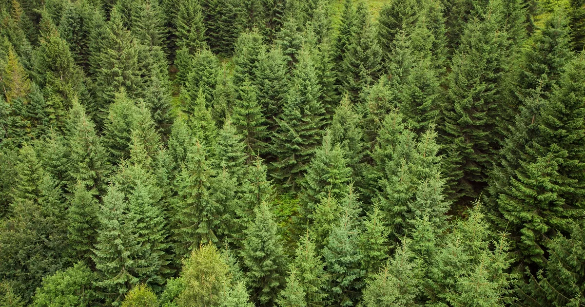 Organisationsentwicklung in Forstbetrieb